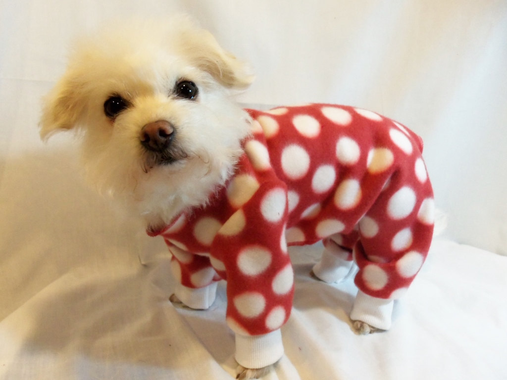 3 Ways dog clothing keeps your pet nice & warm - GameHouse